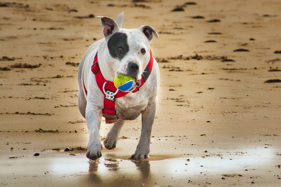 13 Landscaping Ideas for a Beautiful Dog Run - TheTalkHome