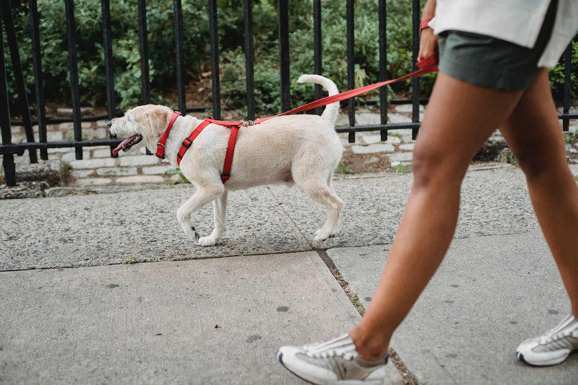13 Landscaping Ideas for a Beautiful Dog Run - TheTalkHome